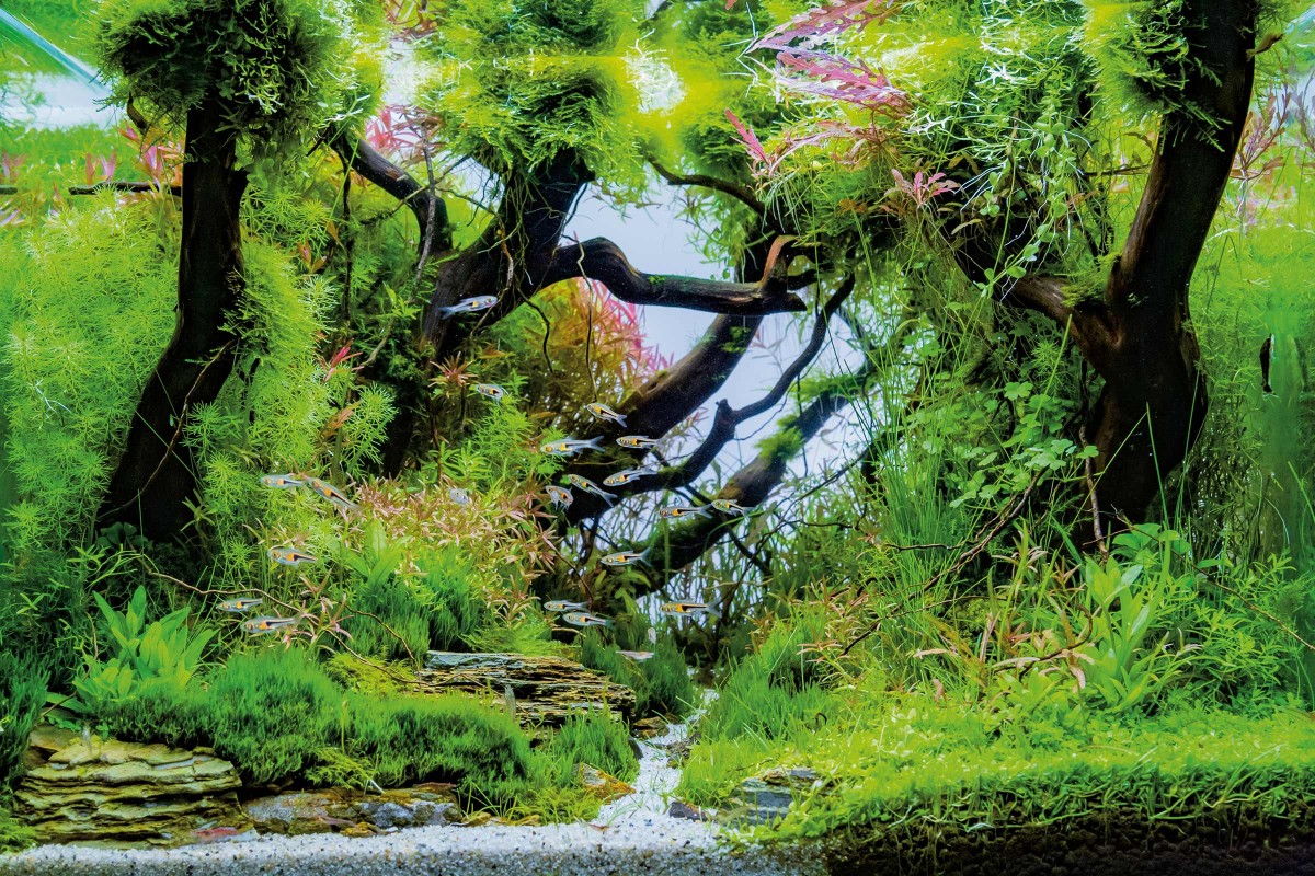 Aquascape: Landschaften unter Wasser anlegen | HORNBACH