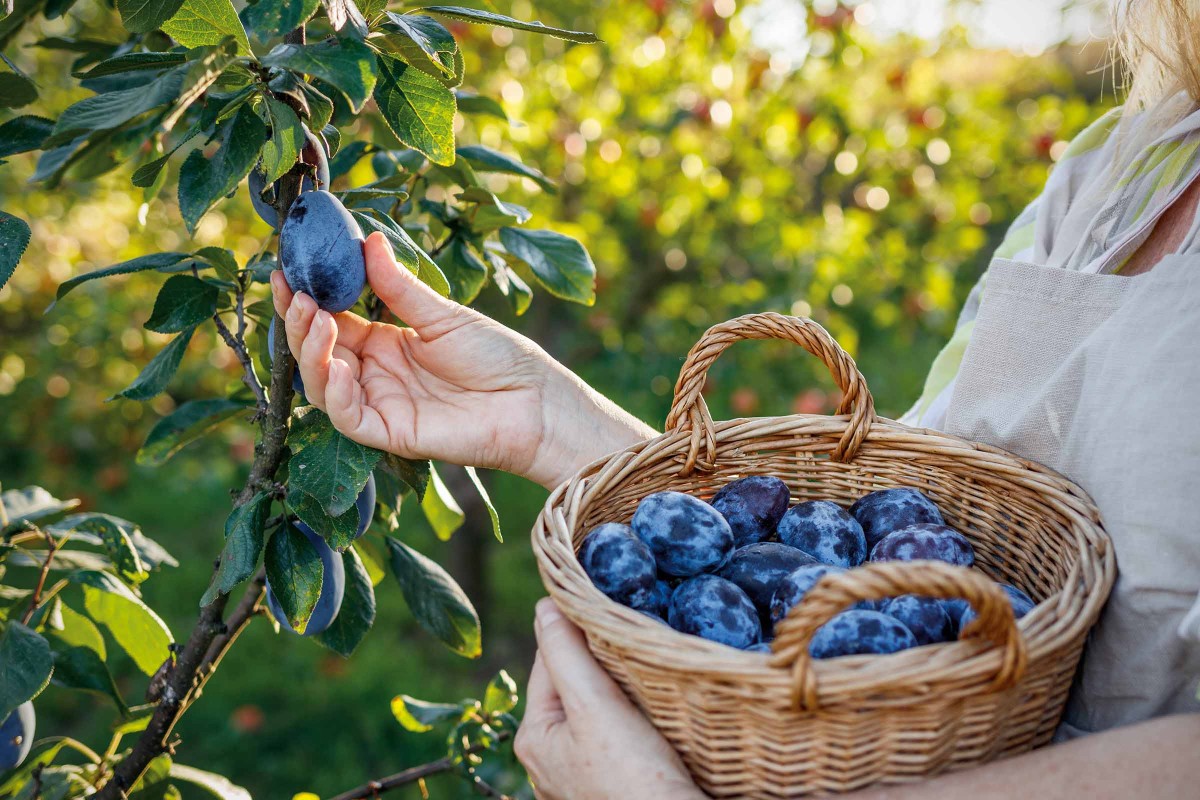 Zwetschgenbaum pflanzen und schneiden | HORNBACH