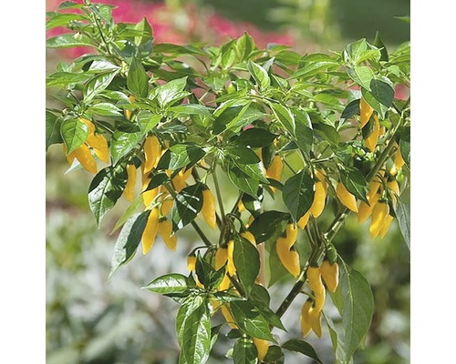 Snack-Hotchili FloraSelf FloraSelf Capsicum annuum Ø 14 cm | HORNBACH