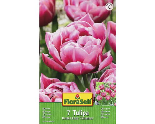 Blumenzwiebel FloraSelf Tulpe 'Columbus' 7 Stk | HORNBACH