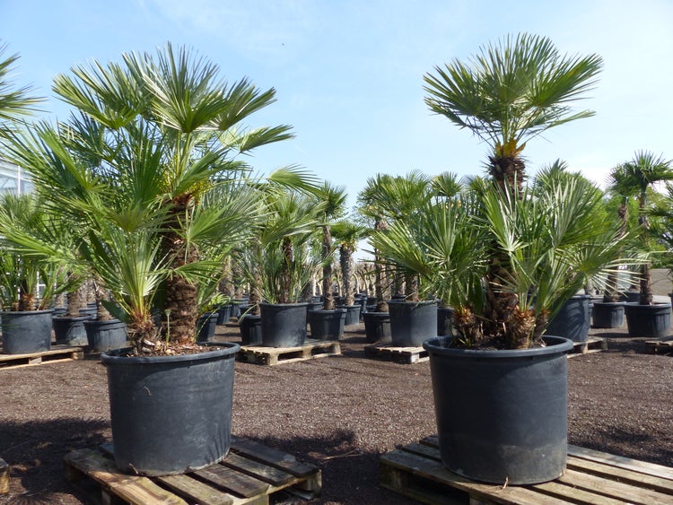 Palmengruppe Palme 180 - 190 cm Chamaerops Humilis | HORNBACH
