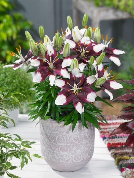 Lilium 'Tiny Padhye', Lilie, zweifarbig, 2-3 Liter Container | HORNBACH