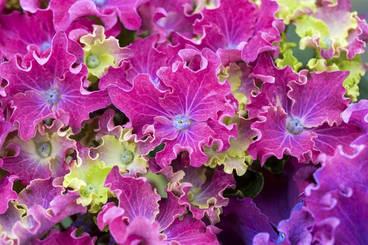 Hydrangea macrophylla 'Curly Sparkle', blau-lila, 30–40 cm | HORNBACH