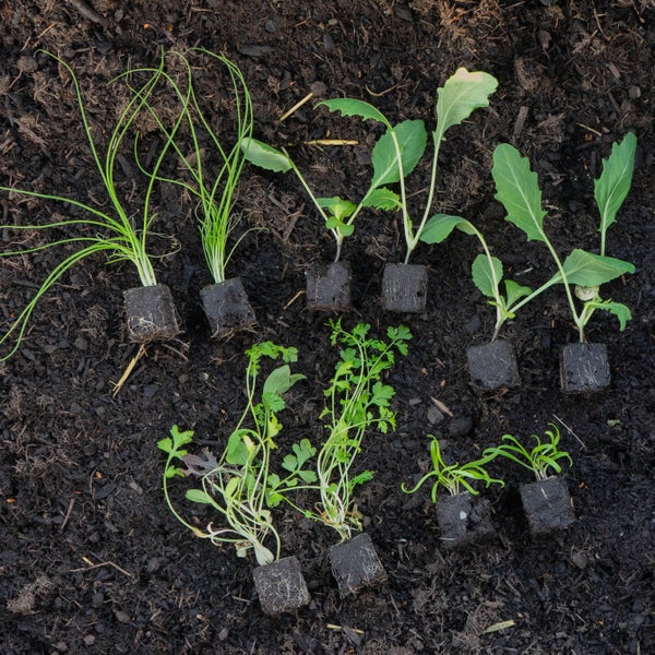 Bio Balkon-Set „Ost-West-Balkon”, Bio Jungpflanzen, | HORNBACH