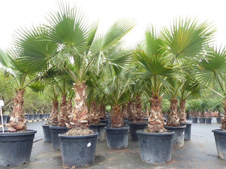 Washingtonia Robusta 160-180 cm, XXL Stamm 40-50 cm | HORNBACH