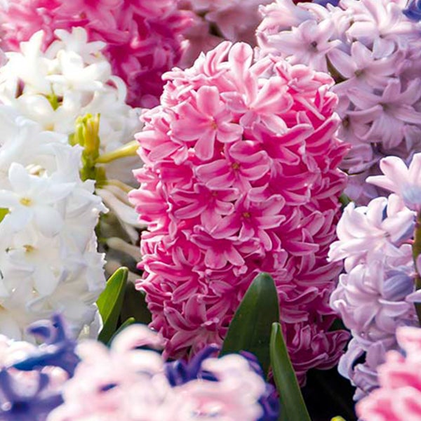 Bloomique – 10er-Mix – Hyacinthus – Hyazinthe – | HORNBACH